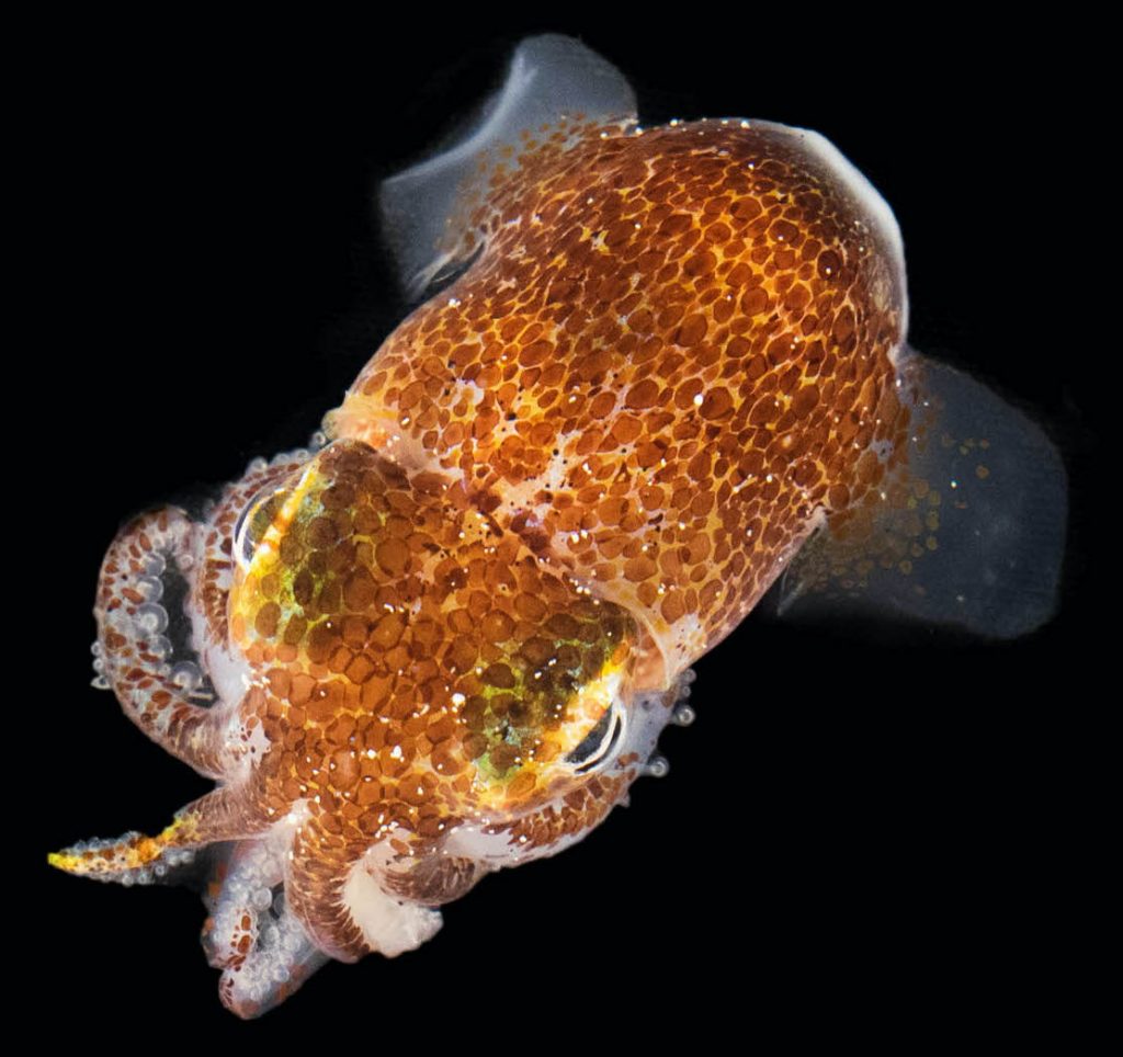 BobTail Squid Database – Research Community on the Bobtail Squid ...